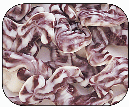 Gummi Zebras - 4lb Bulk | CandyStore.com